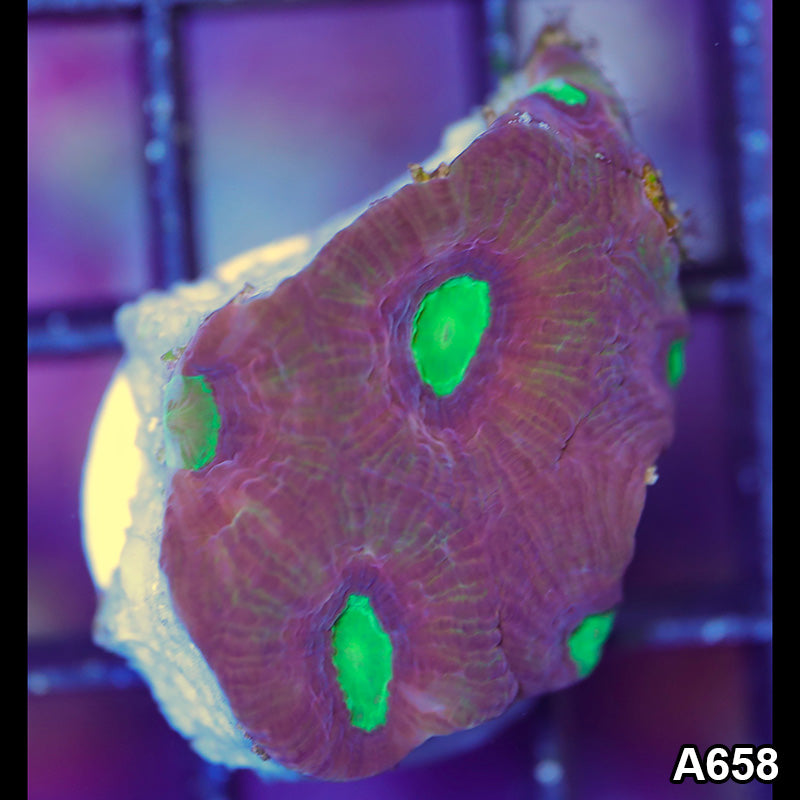 Item#A658LP9658(F) WYSIWYG Aussie Ultra Dragon Soul Prism Favia Frag ...