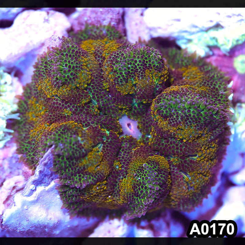 Vietnam Ultra Unique Mini Maxi Carpet Anemone