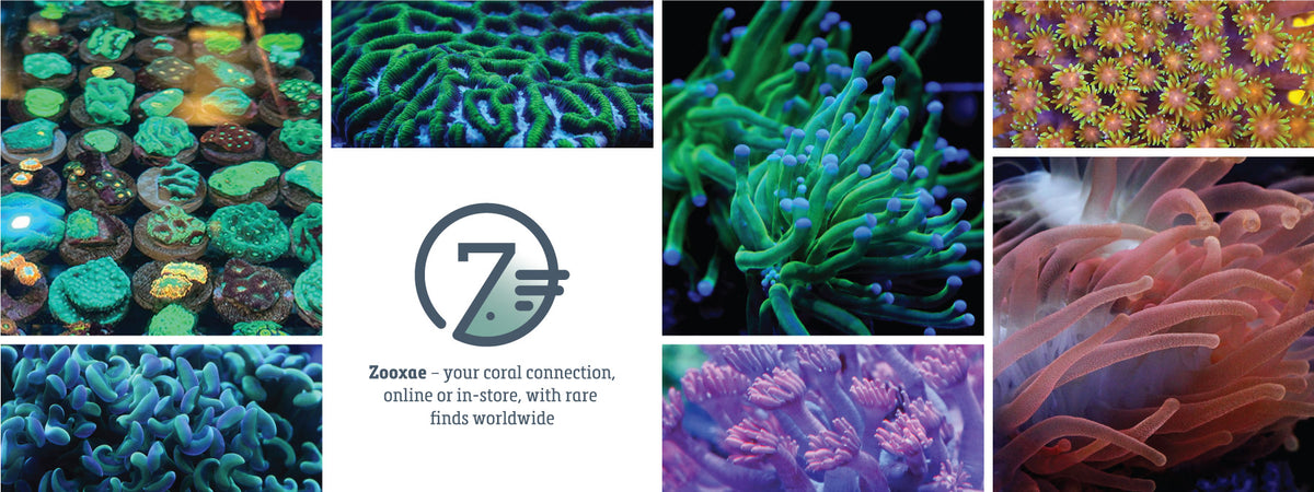 Shop Reef Tanks & Live Corals for Sale | Zooxae
