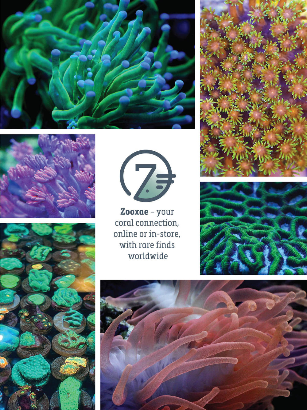 Shop Reef Tanks & Live Corals for Sale | Zooxae
