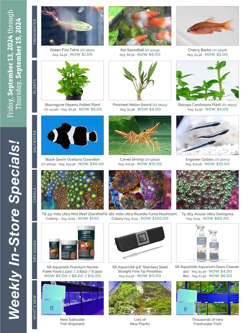 Shop Reef Tanks & Live Corals for Sale | Zooxae